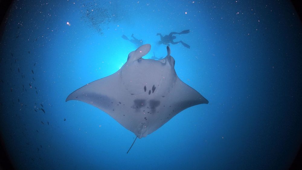 My First Time Manta Ray Snorkelling in the Maldives